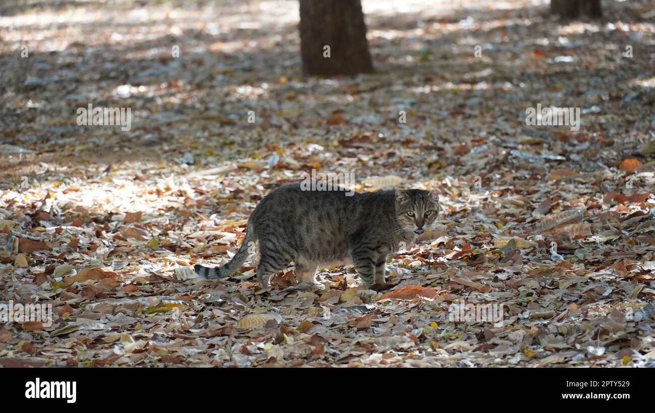 Street stray cats. A vagrant cat is looking at the camera Stock Photo ...