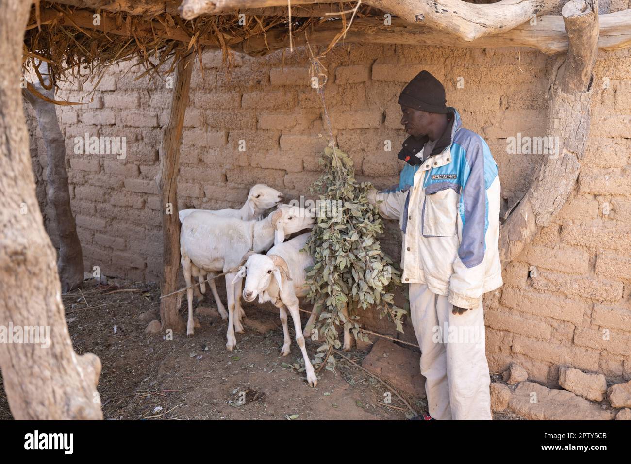 A farmer feeds his sheep in their enclosure in rural Segou Region, Mali ...