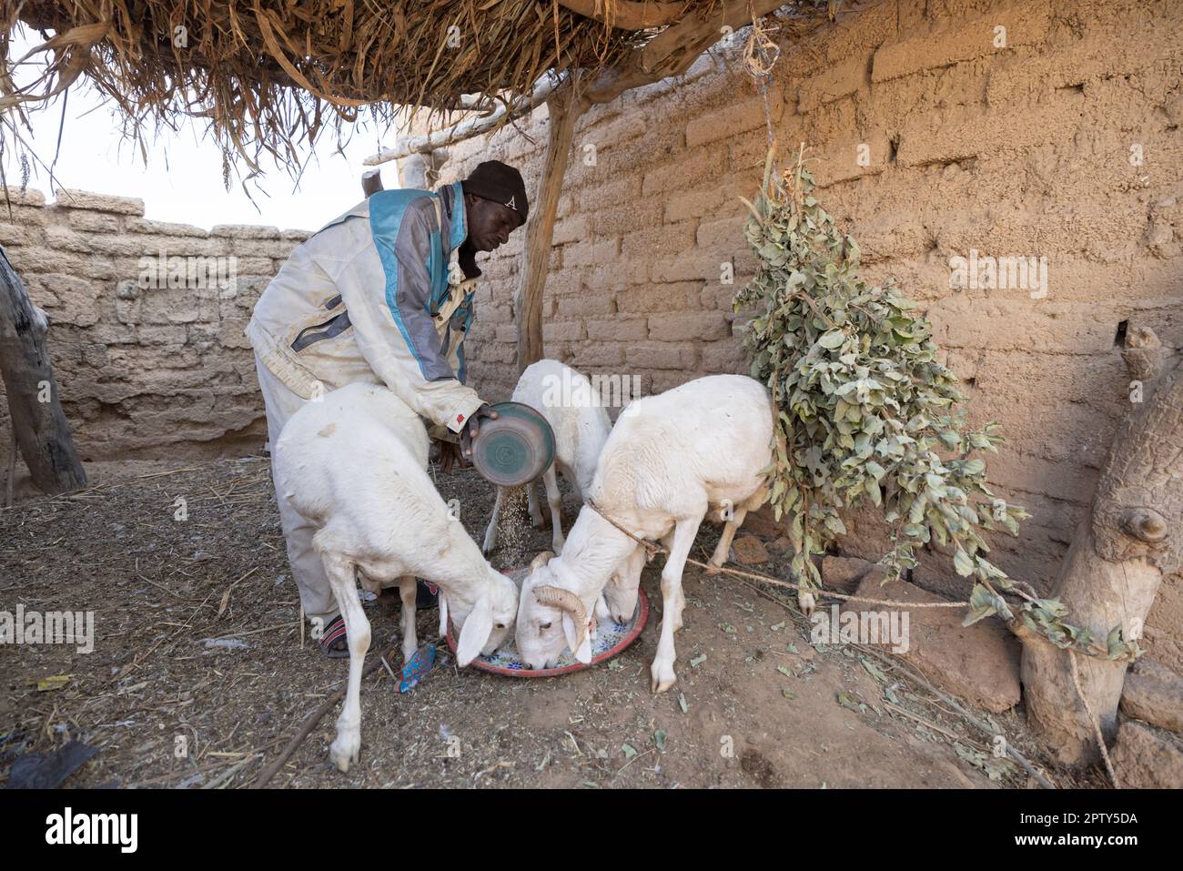 A farmer feeds his sheep in their enclosure in rural Segou Region, Mali ...