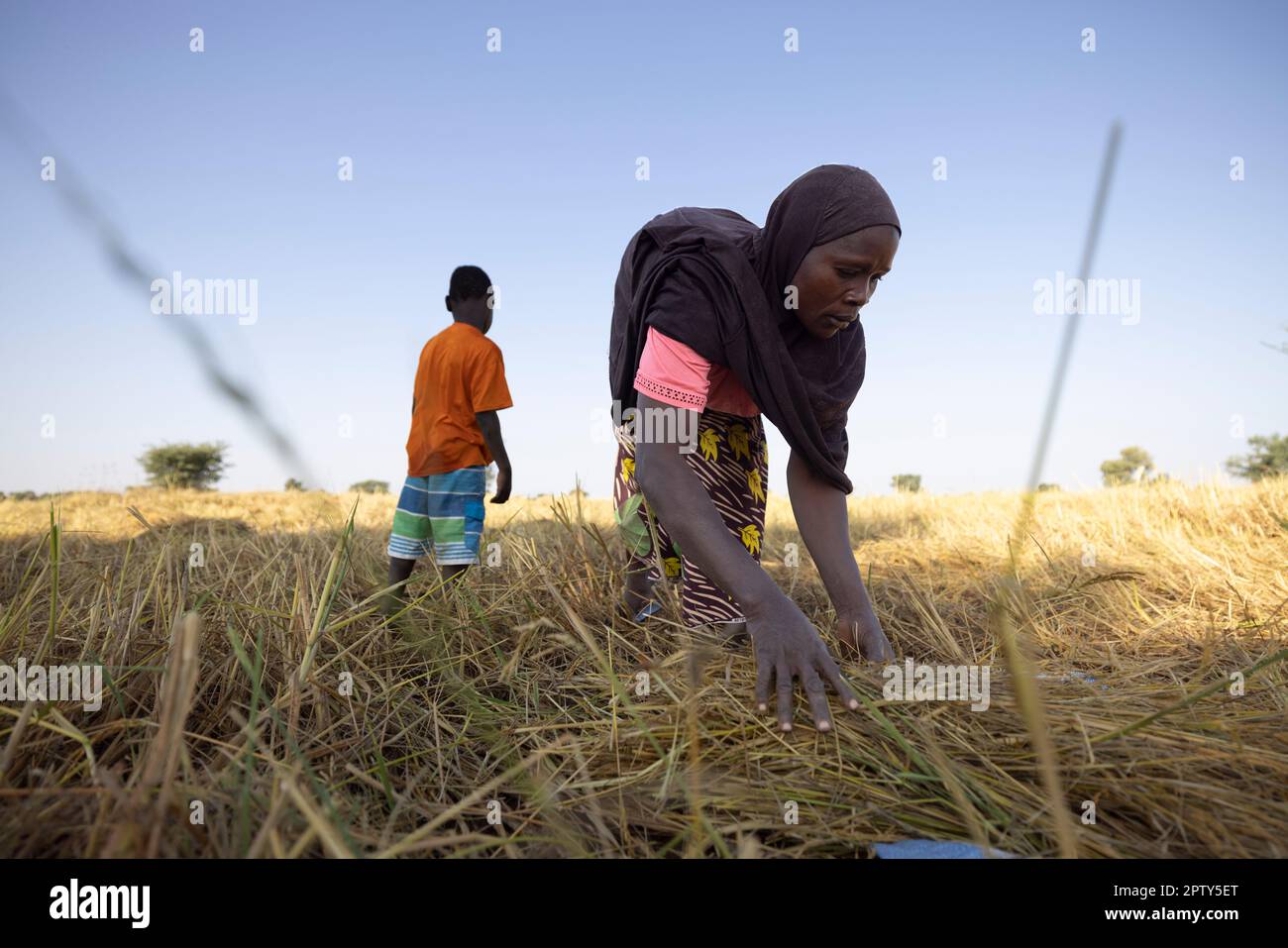 A family work together to harvest rice in their field in rural Segou ...