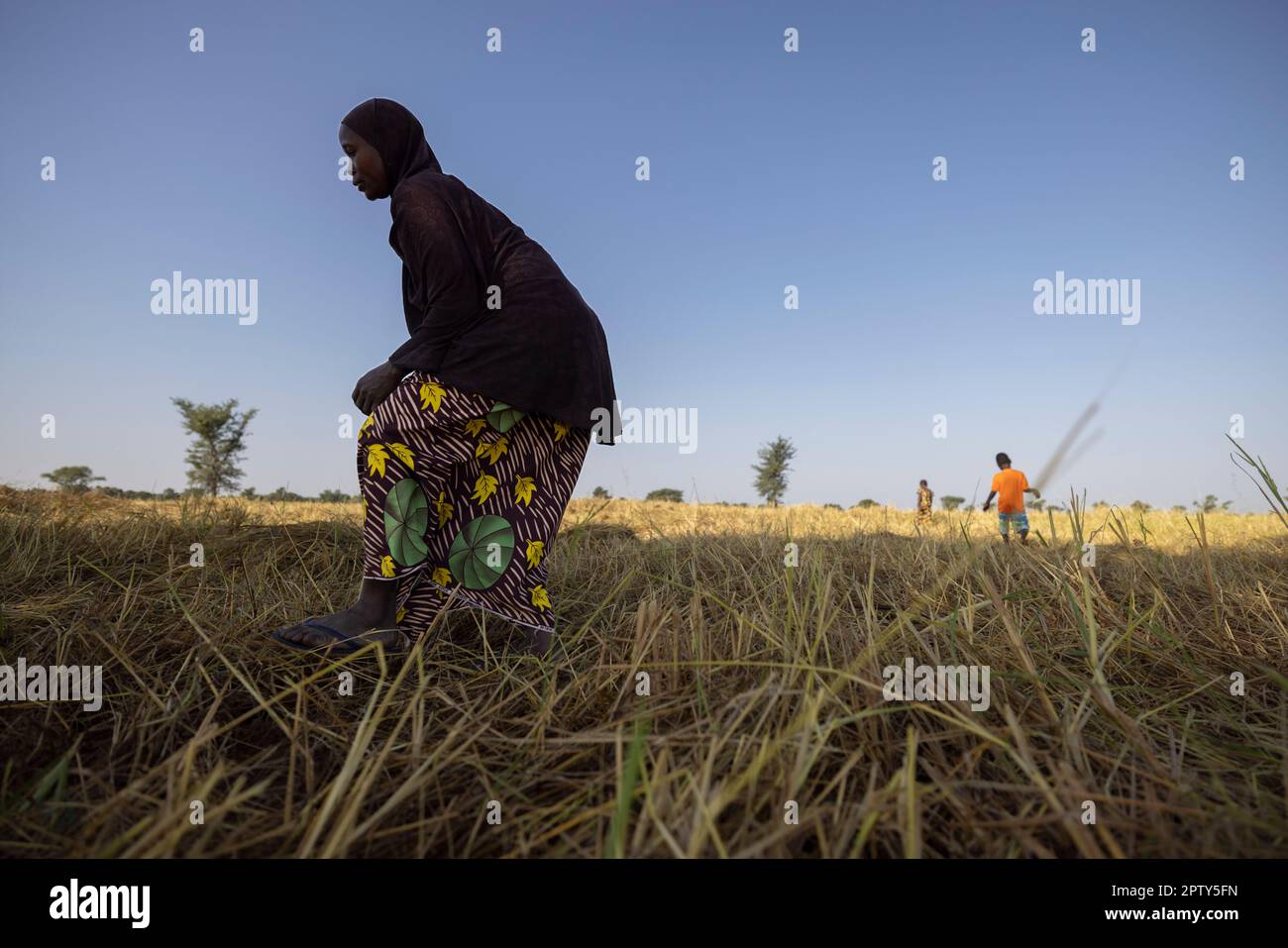 A woman wearing an Islamic veil harvests rice in her rice paddy in ...