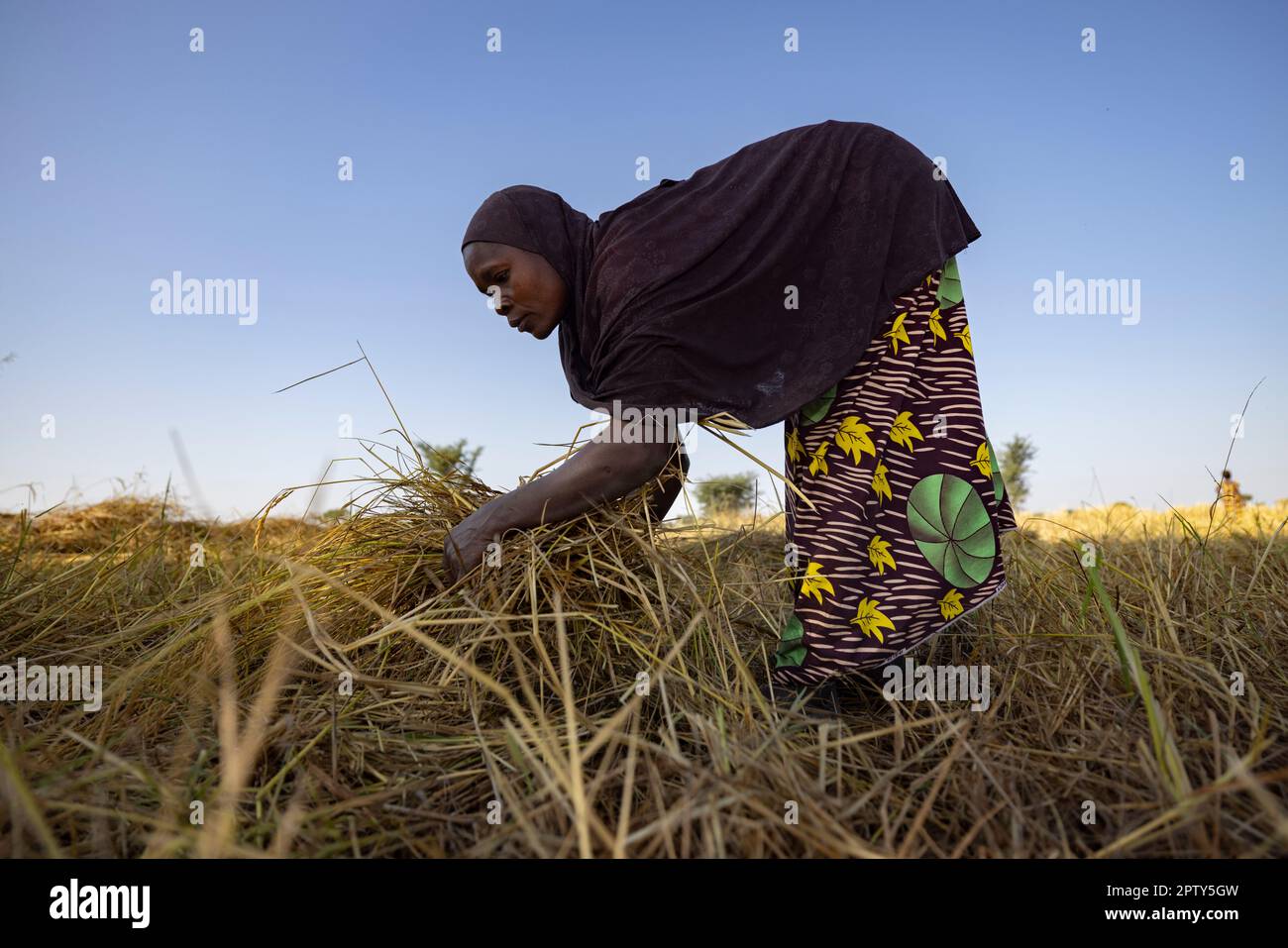 A woman wearing an Islamic veil harvests rice in her rice paddy in ...