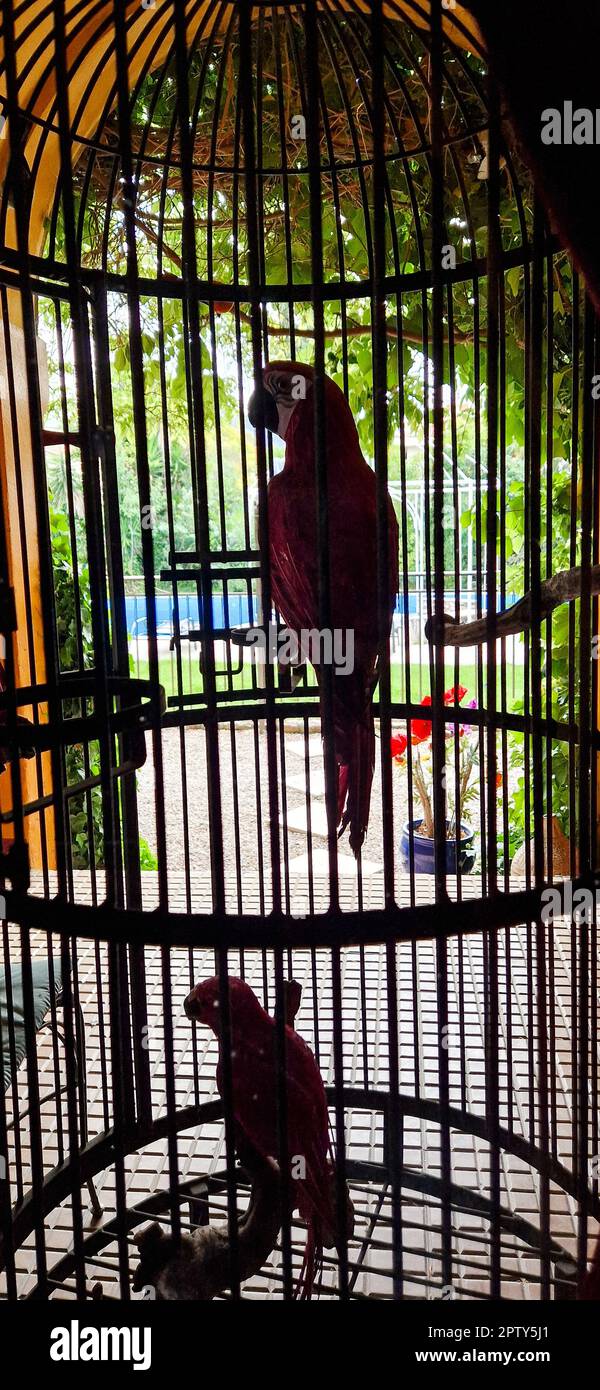 Parrots in a bird cage, Prades, Pyrénées-Orientales, France Stock Photo ...