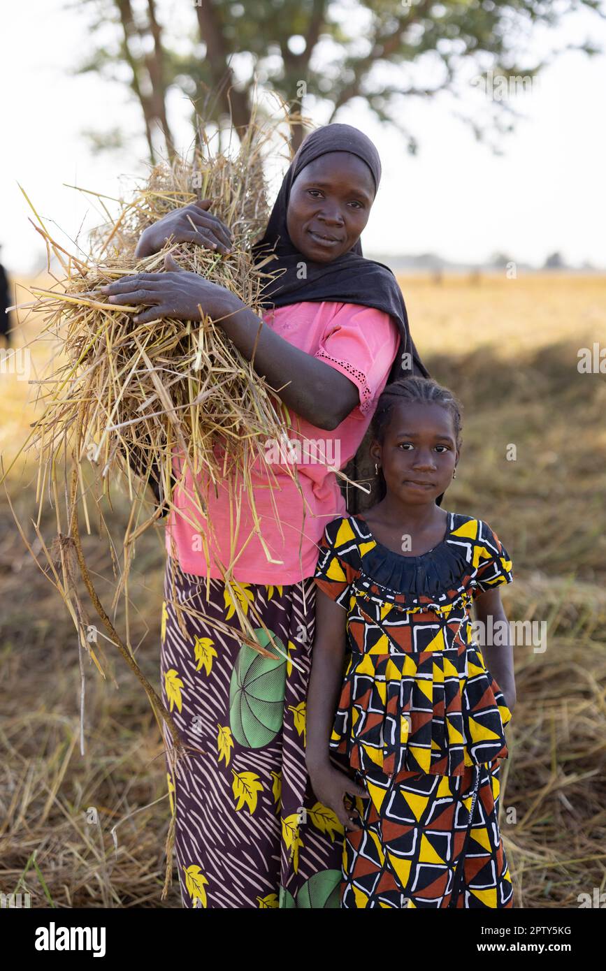 A family work together to harvest rice in their field in rural Segou ...