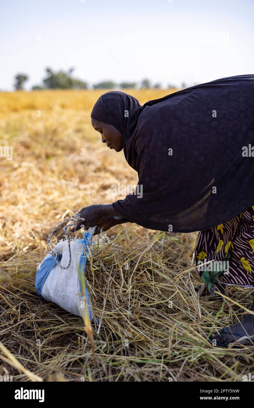 A woman wearing an Islamic veil harvests rice in her rice paddy in ...