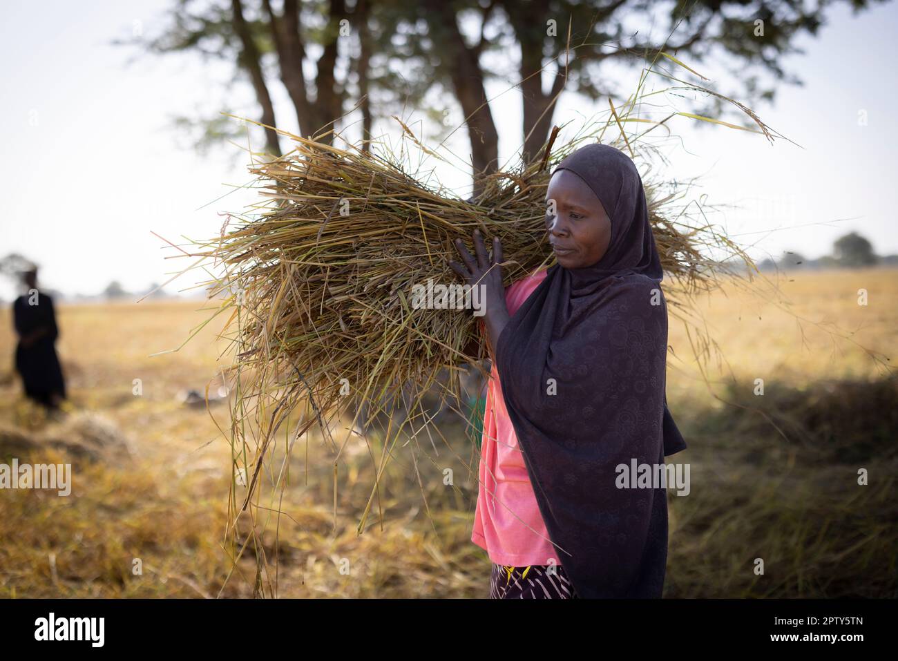 An African woman wearing an Islamic veil harvests rice in her rice ...