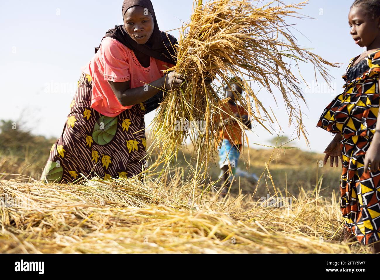 Mali crops hi-res stock photography and images - Alamy