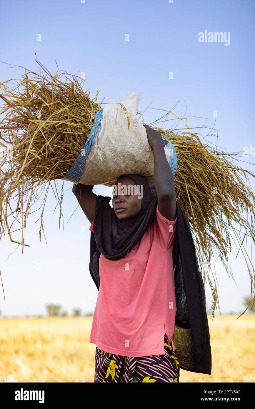 in Segou Region, Mali, West Africa. 2022 Mali drought and hunger crisis ...