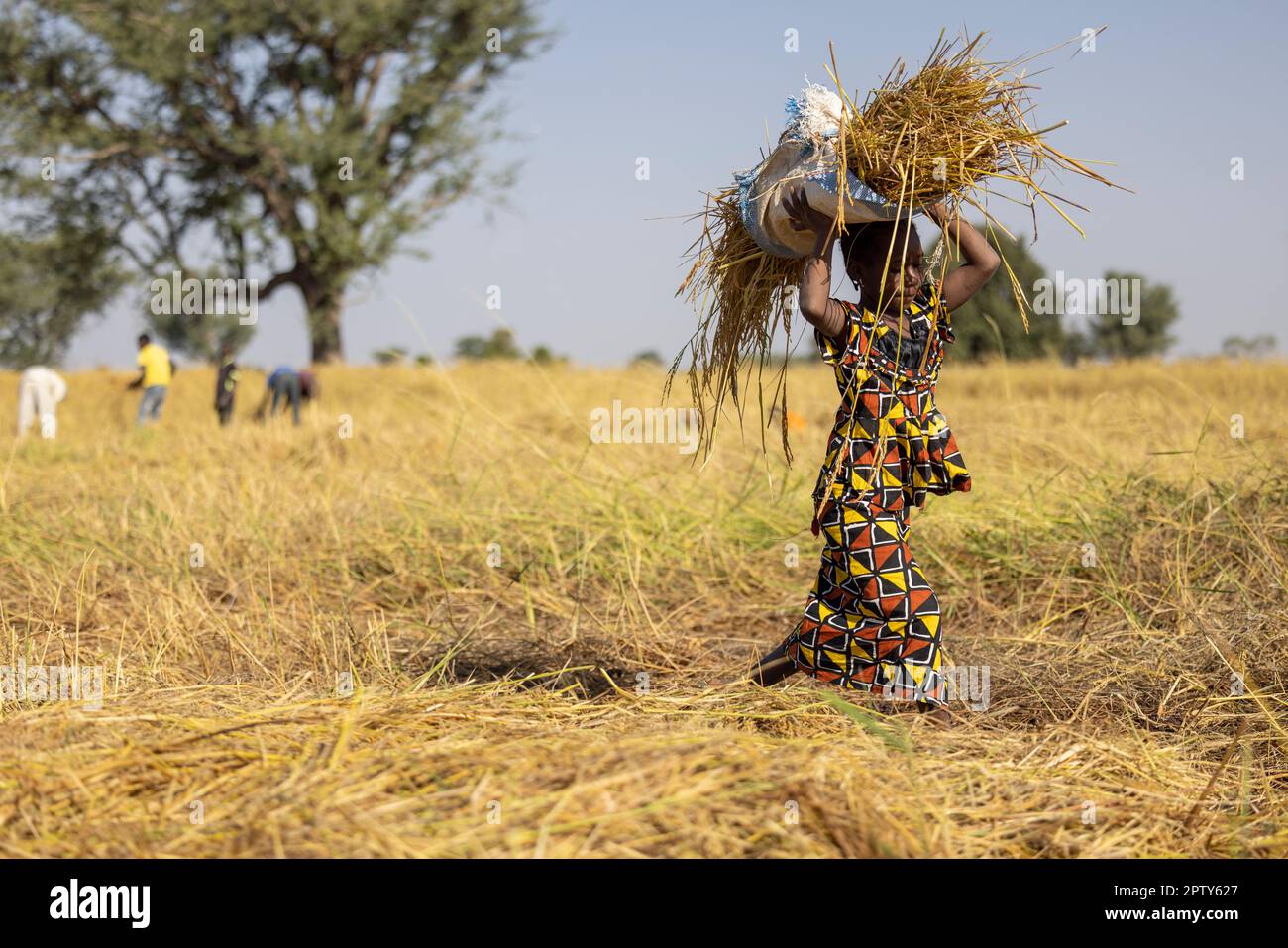 Child working in rice fields in Segou Region, Mali, West Africa. 2022 ...