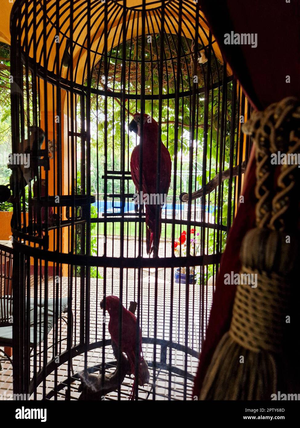 Parrots in a bird cage, Prades, Pyrénées-Orientales, France Stock Photo ...