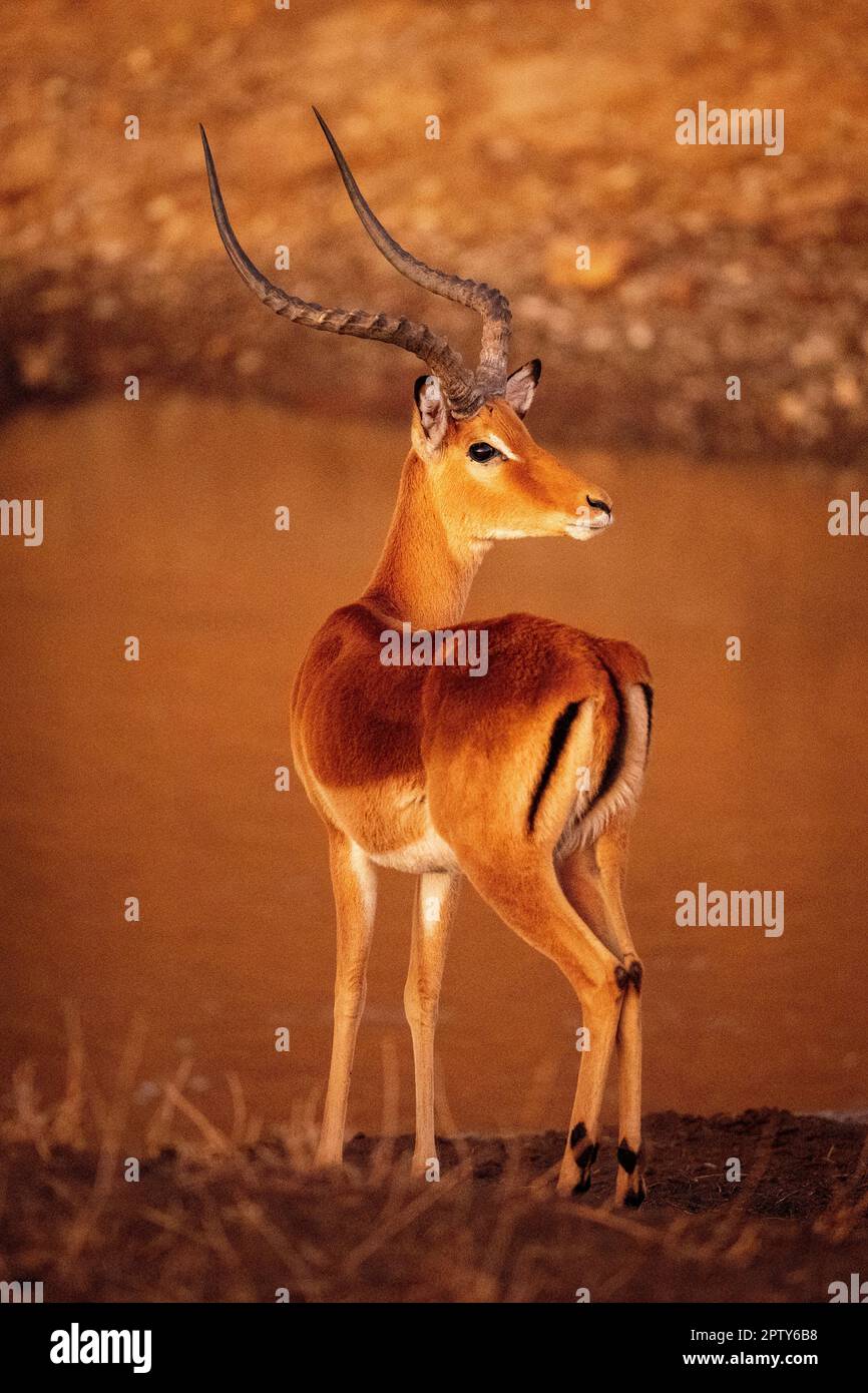 Male common impala stands looking over shoulder Stock Photo - Alamy