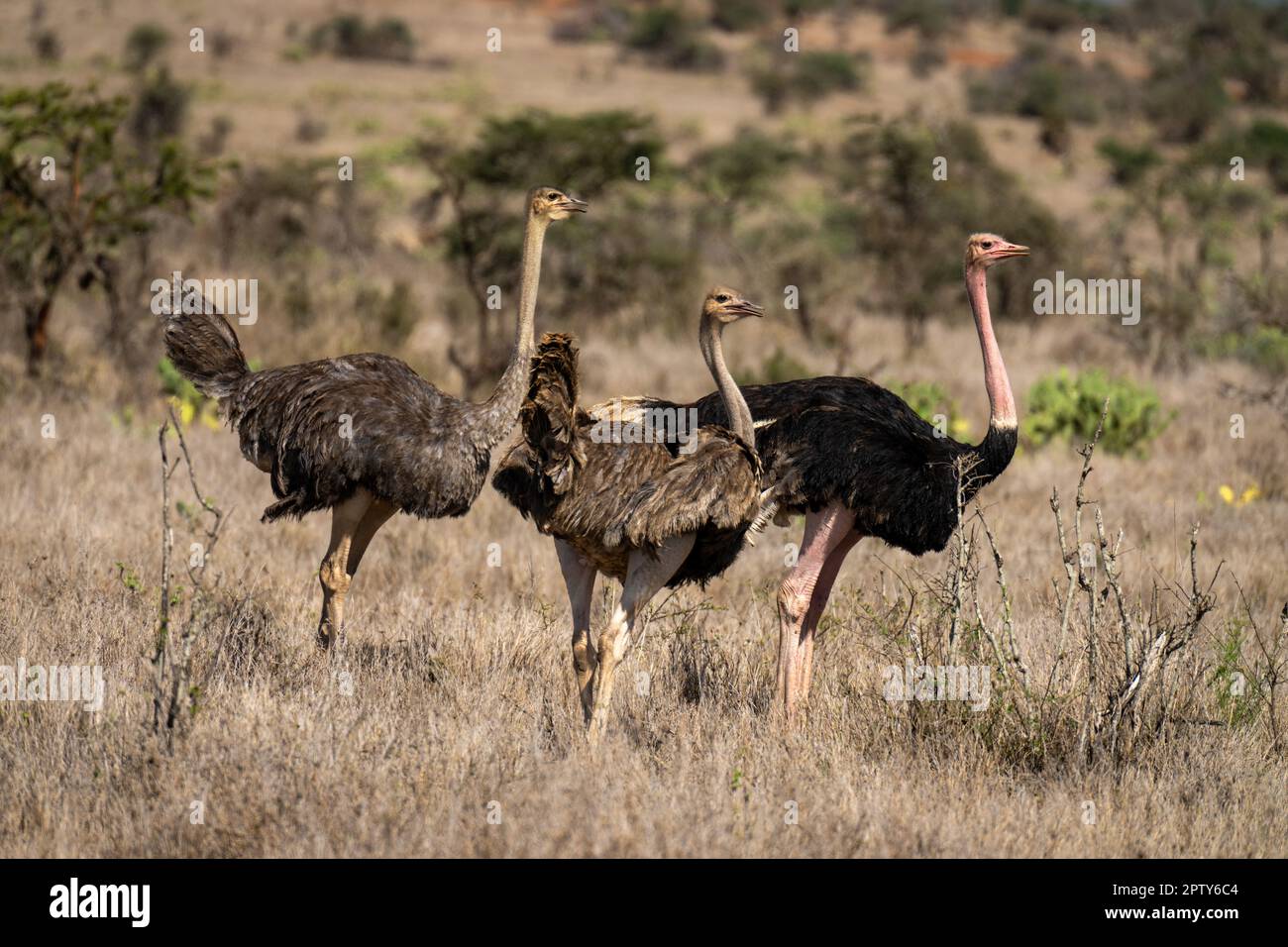 Male common ostrich stands beside two females Stock Photo - Alamy
