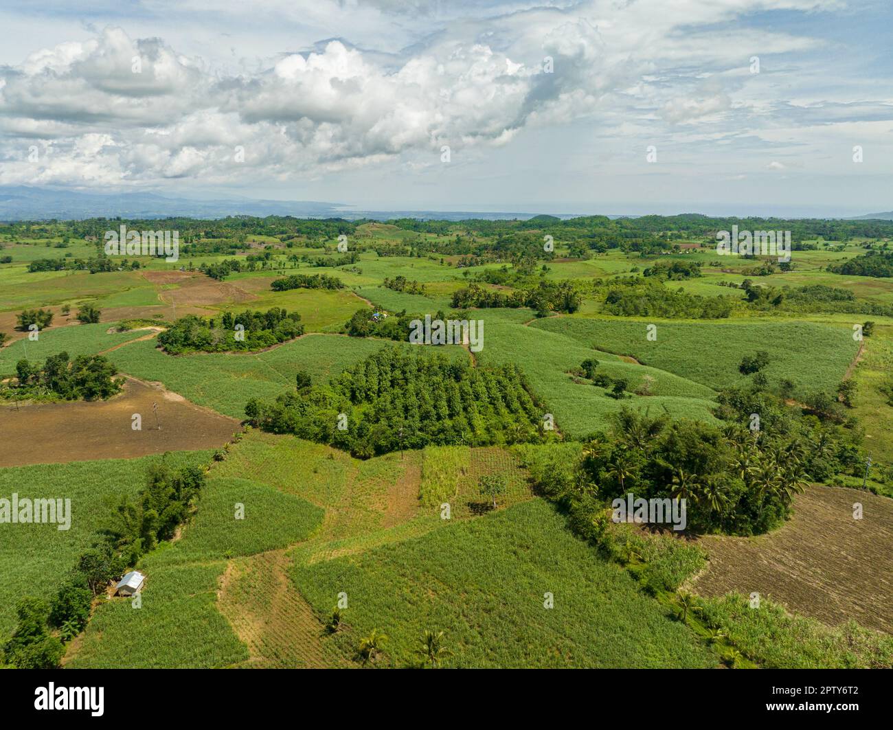 Farmland with sugar cane in the countryside. Negros, Philippines Stock ...