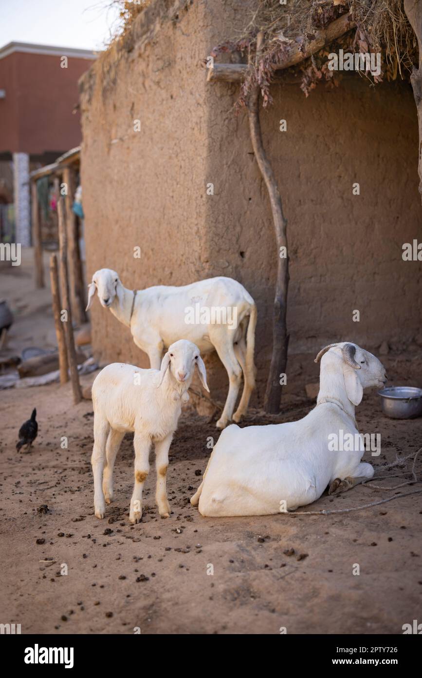 White sheep rest in a pen in rural Segou Region, Mali, West Africa ...