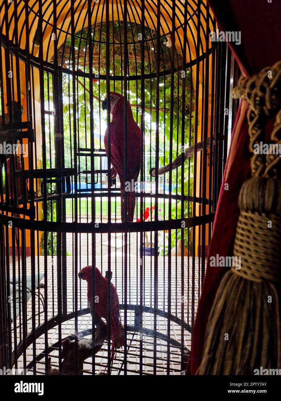 Parrots in a bird cage, Prades, Pyrénées-Orientales, France Stock Photo ...
