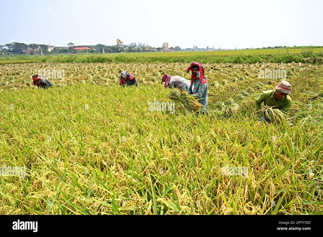Bangladeshi farmers cutting and collects paddy after harvest at Saver ...