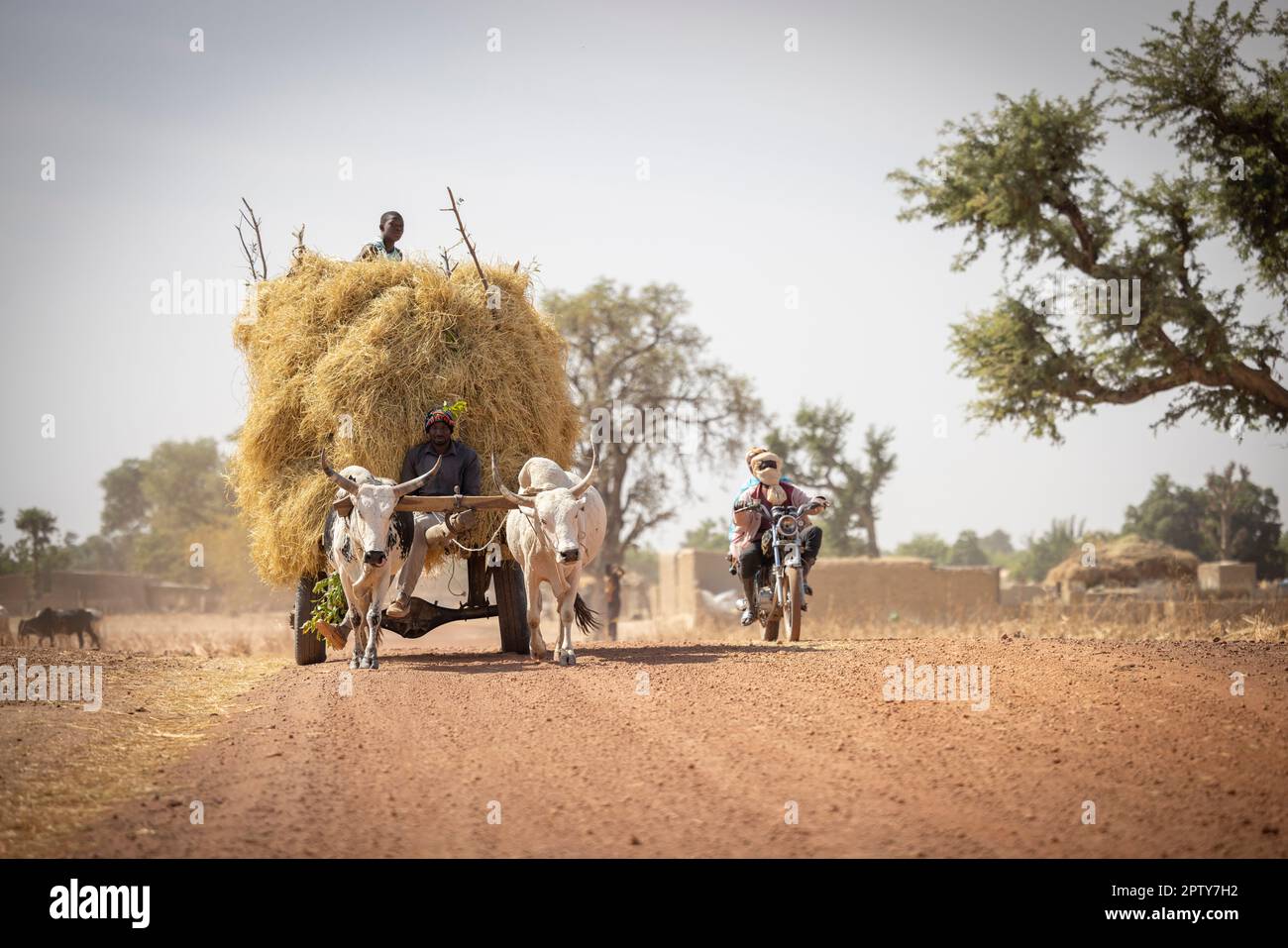 A cattle-drawn hay-laden cart move down a dusty road in Segou Region ...