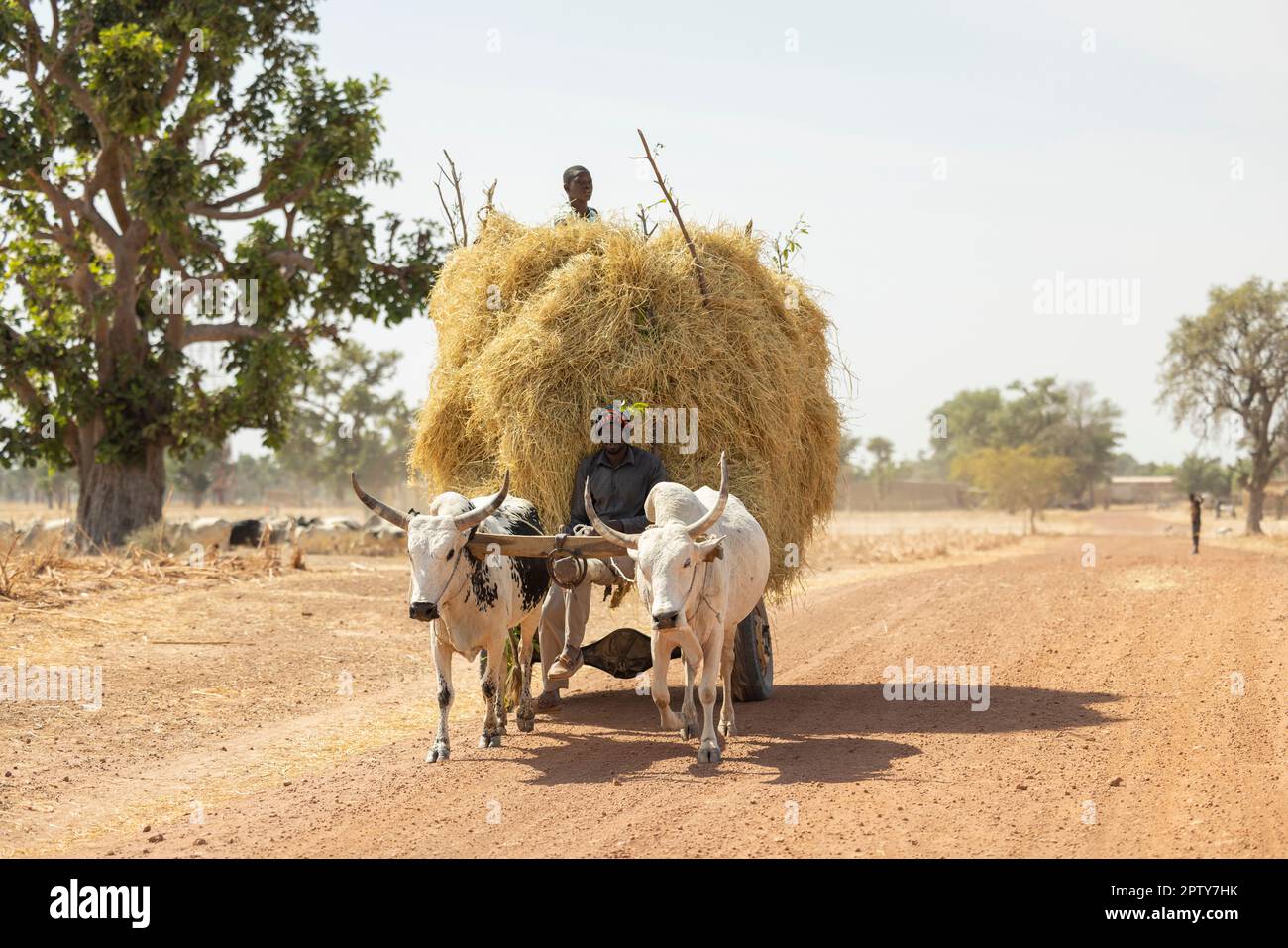 A cattle-drawn hay-laden cart move down a dusty road in Segou Region ...