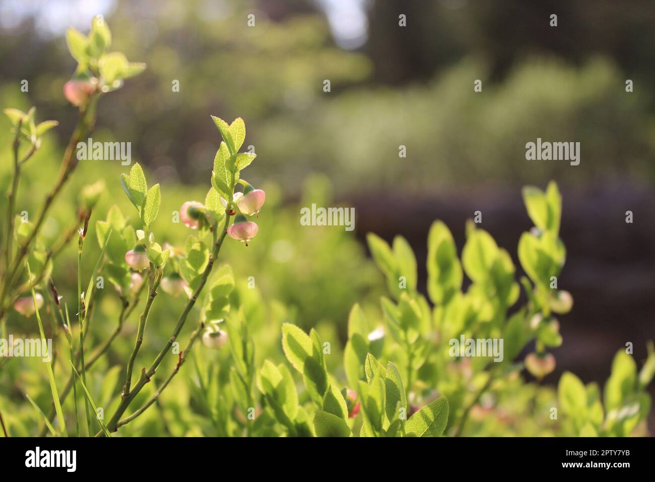 Bush of bilberry growing wild in forest with unripe forest berries ...