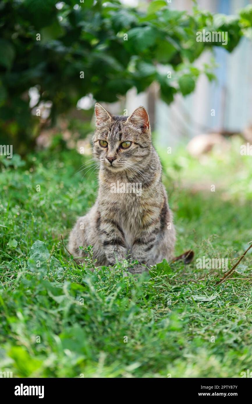 mongrel cat sitting on grass and watching for target Stock Photo - Alamy