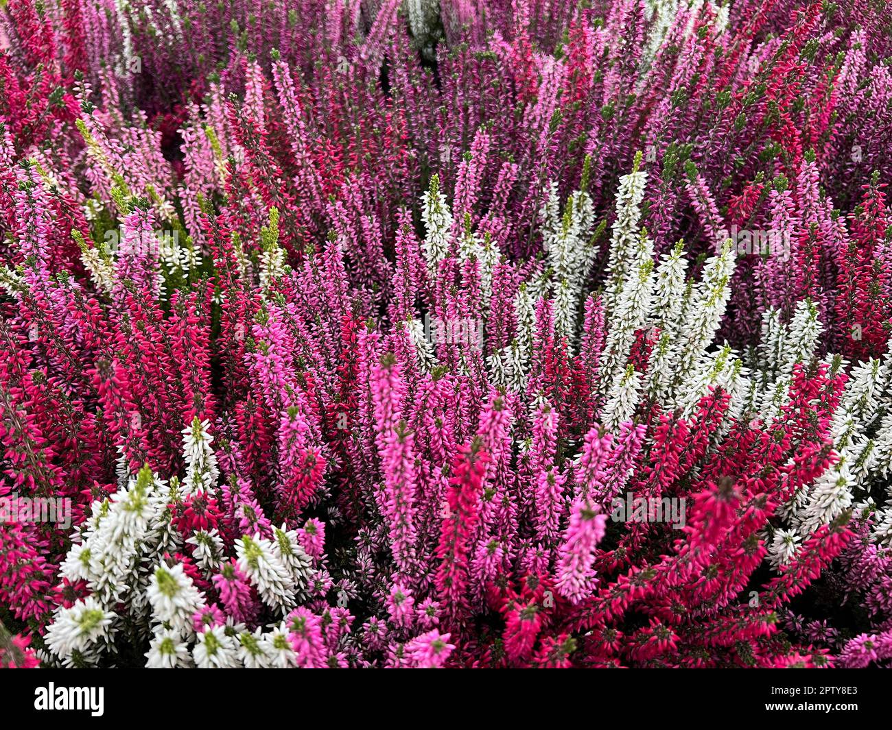 Besenheide Heidekraut Calluna Vulgaris