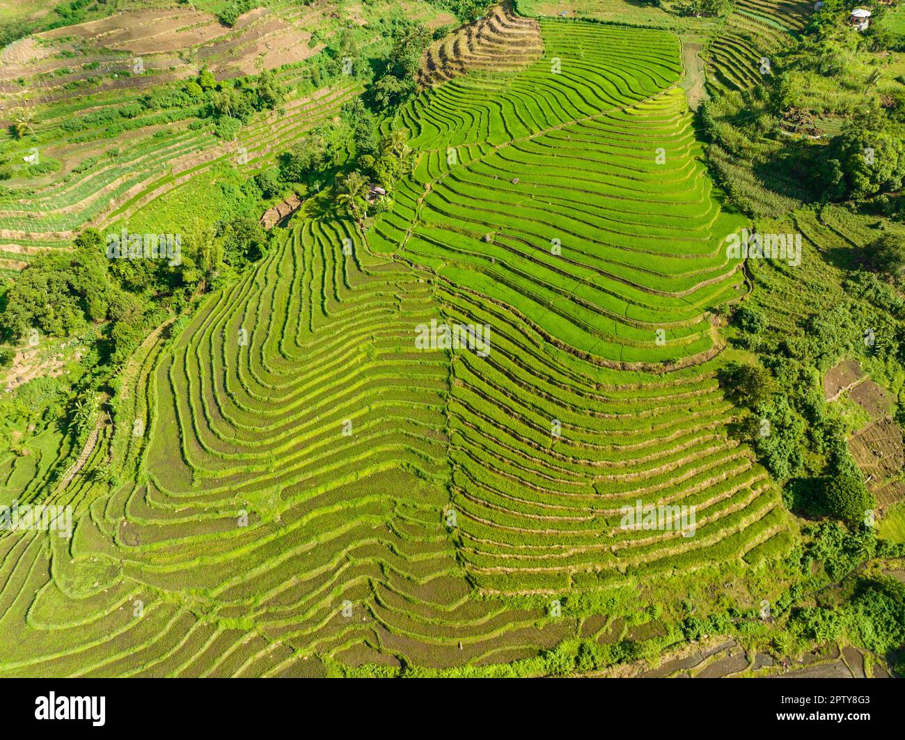 Top view of farmland with rice terraces in the countryside. Negros ...