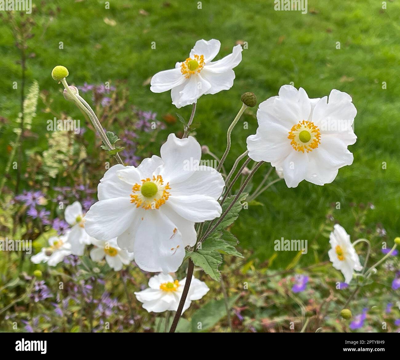 Herbst-Anemone, Anemone tomentosa bringt ansehnliche, rosafarbene ...