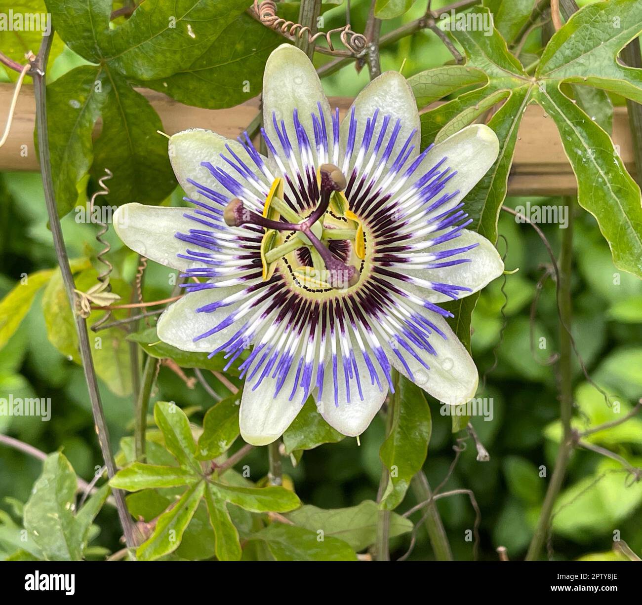Passionsblume, Passiflora, caerulea ist eine Kletter- und Heilpflanze ...