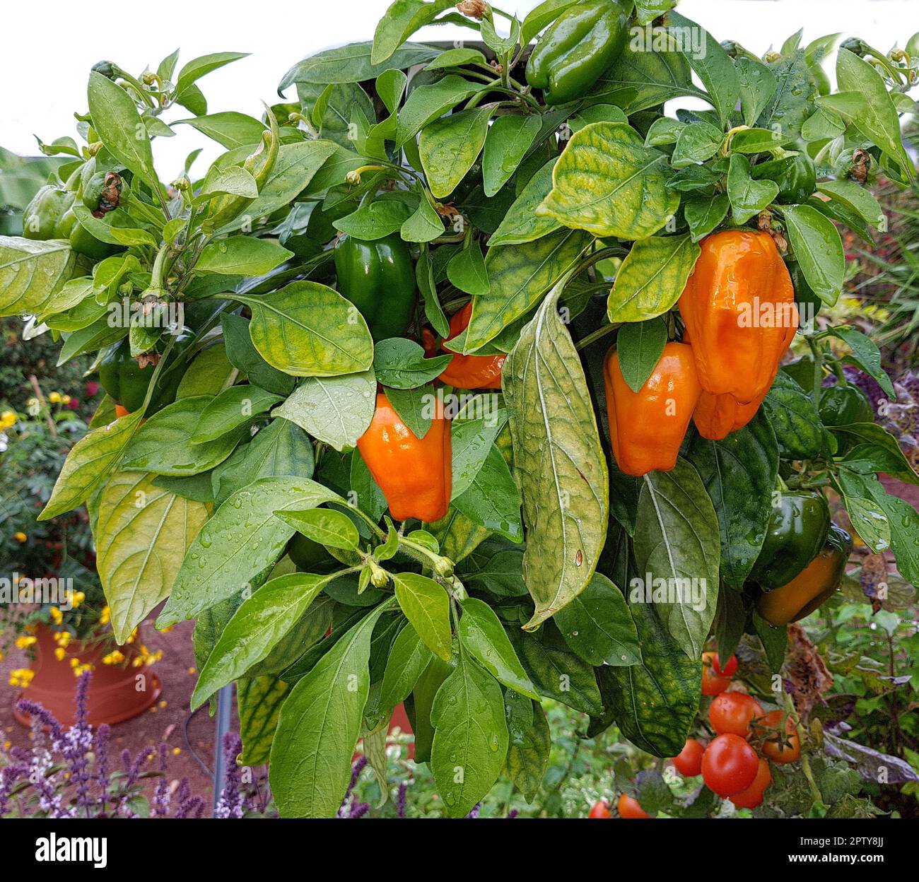 Paprika, Capsicum annuum ist eine Gemueseart die zum Teil recht scharf ...