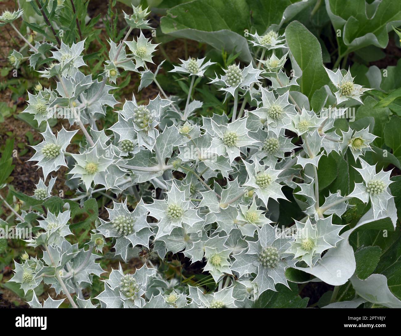 Stranddistel, Eryngium maritimum ist eine Distelart die im Sand in ...