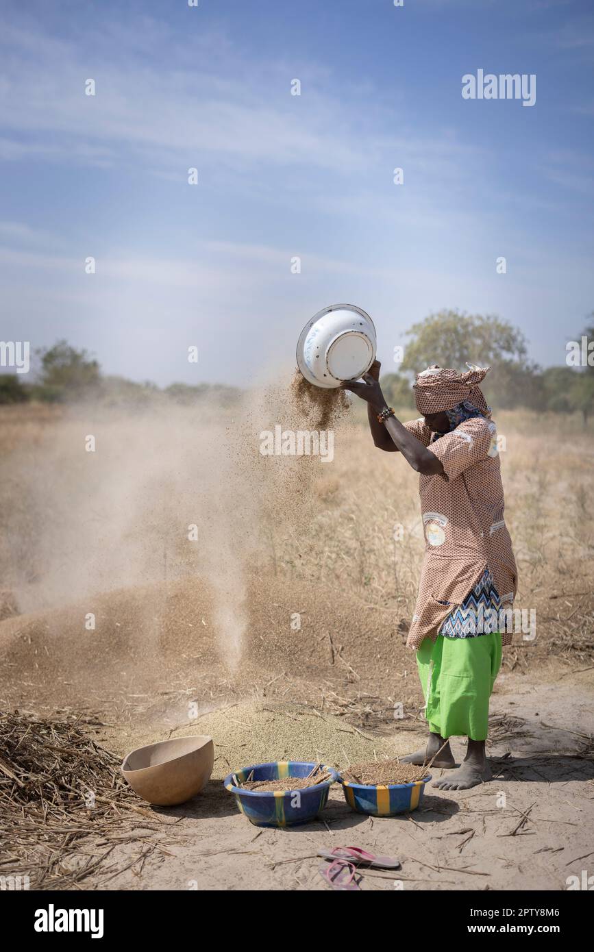 in Segou Region, Mali, West Africa. 2022 Mali drought and hunger crisis ...