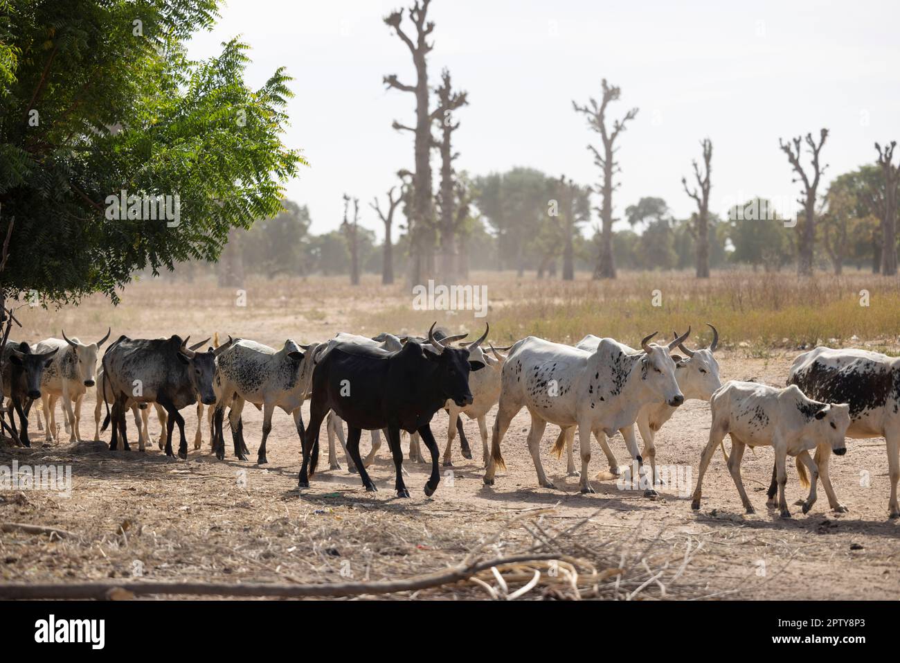 A herd of cattle walk through a dusty village in Segou Region, Mali ...