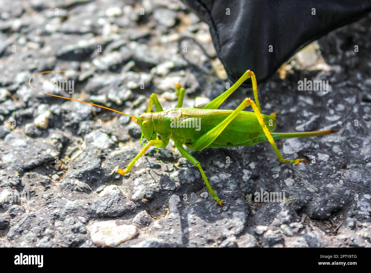 Insect crawling hi-res stock photography and images - Alamy