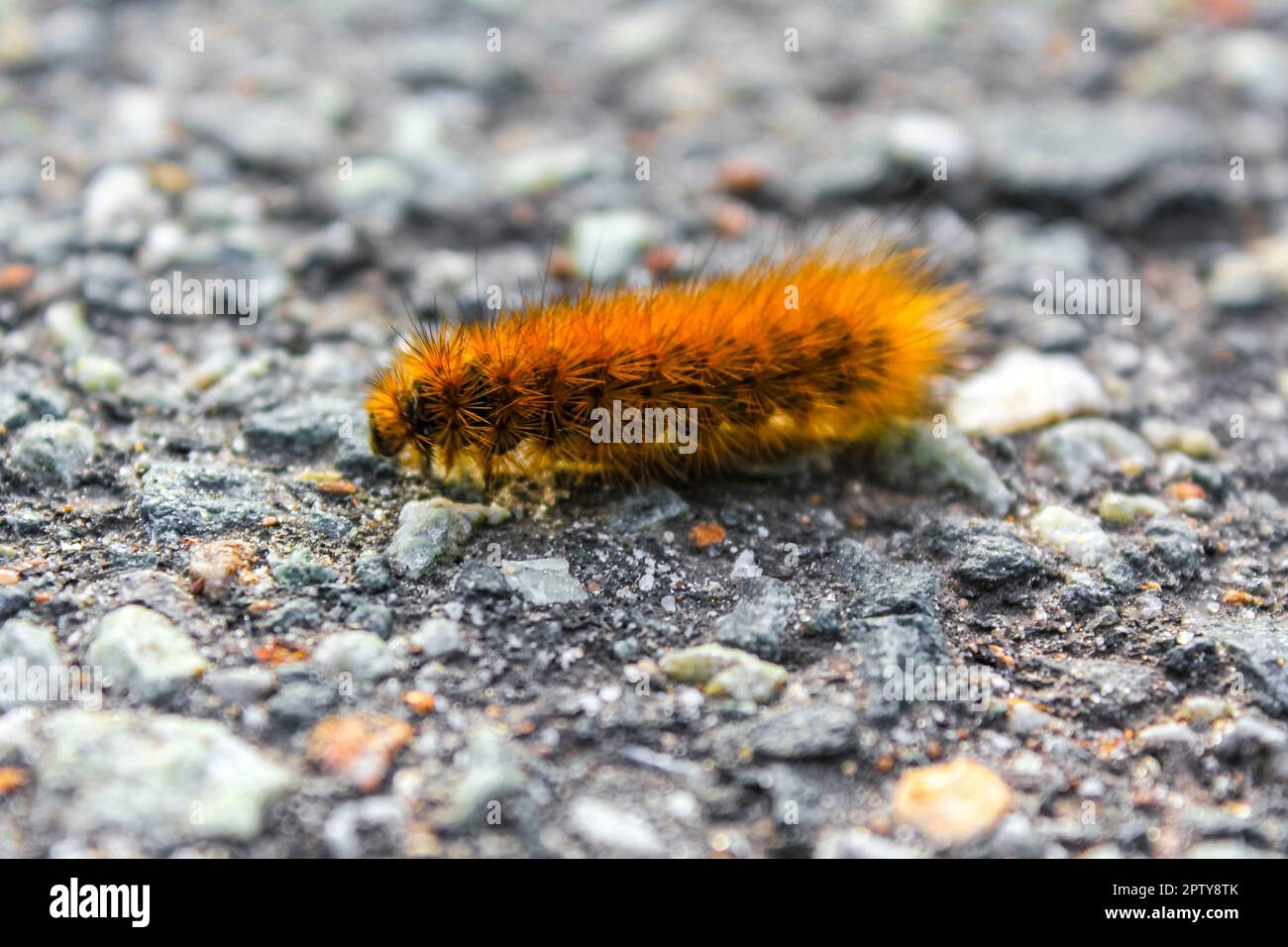 Big worm macro crawling in hi-res stock photography and images - Alamy