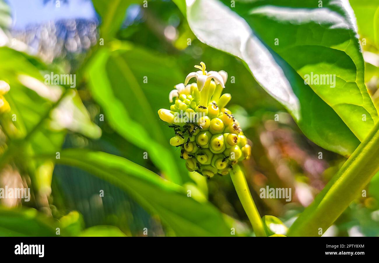 Noni fruit Morinda citrifolia with flowers popular with ants in ...