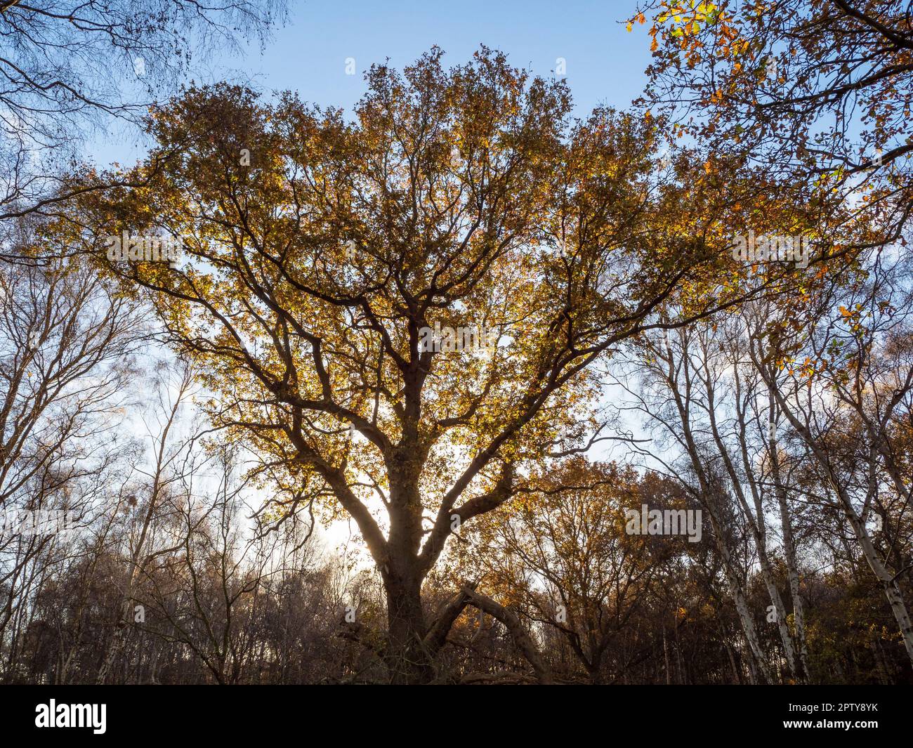 Backlit tree in a wood with golden leaves in winter sunlight with a blue sky background Stock ...