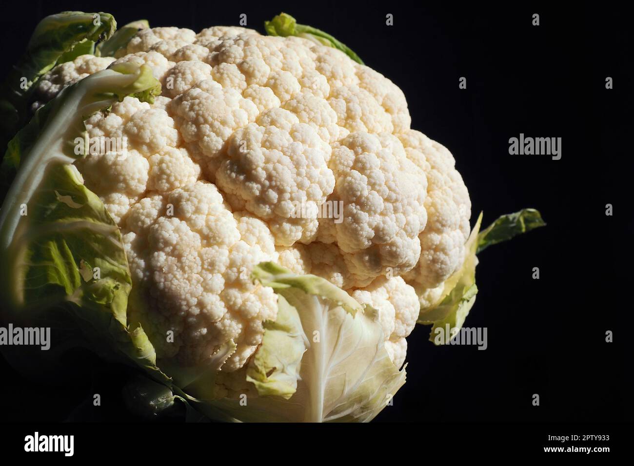 Cauliflower close-up on a black background. Side lighting. Fresh head ...