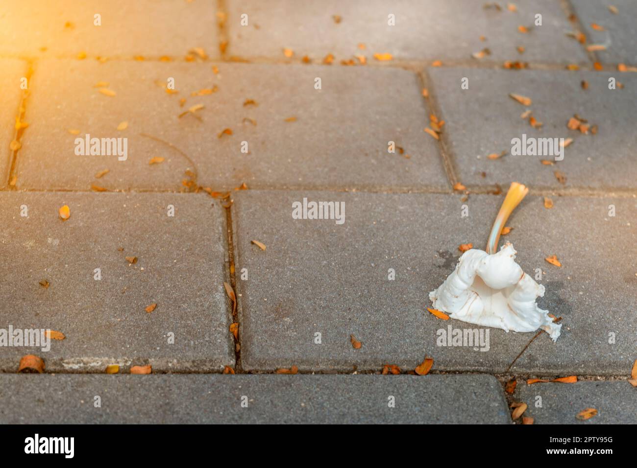 A flower falls on the ground beautiful Stock Photo - Alamy