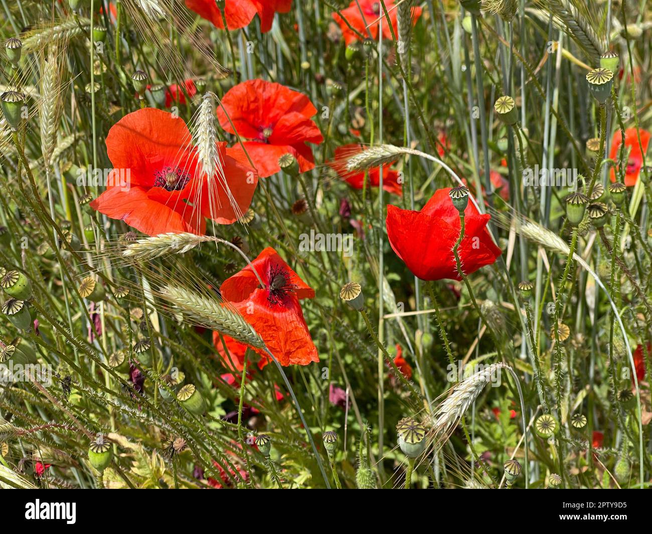 Klatschmohn, Papaver ist eine Pflanzengattung aus der Familie der ...