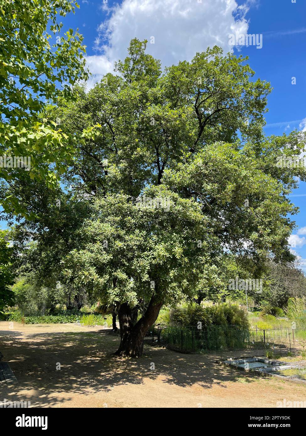Aleppo-Eiche, Quercus infectoria, deutsch selten als Aleppo-Eiche oder ...