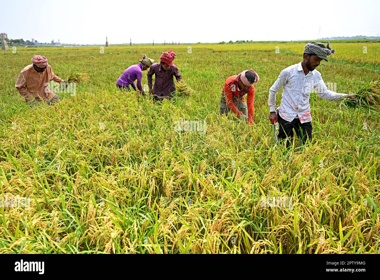 Bangladeshi farmers cutting and collects paddy after harvest at Saver in Dhaka, Bangladesh, on ...