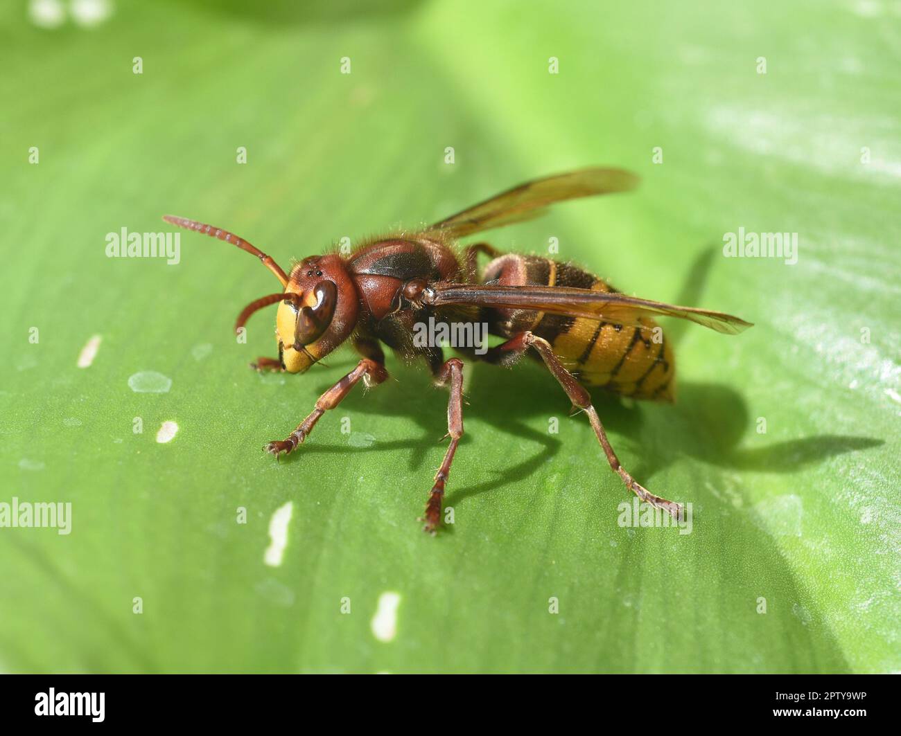 Hornisse, Vespa crabro, ist die groesste heimische Wespenart und ist ...