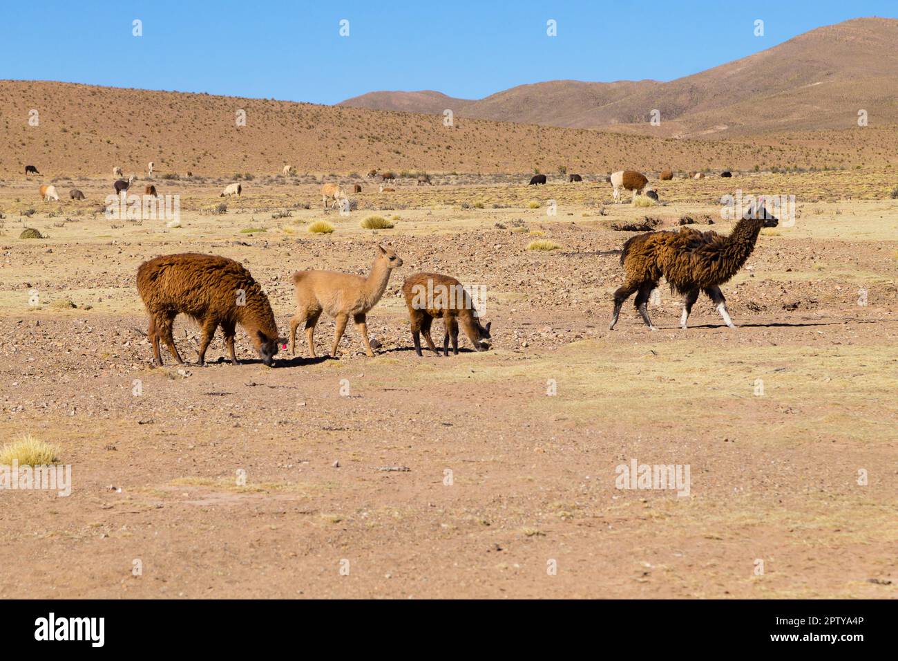 Bolivian llama breeding on Andean plateau,Bolivia Stock Photo - Alamy