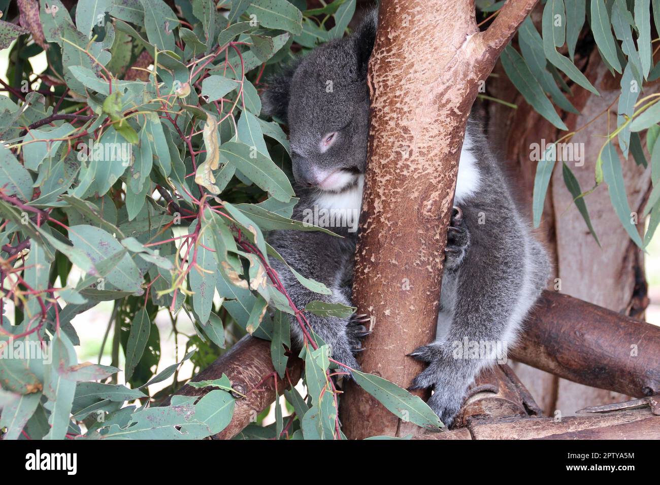 Koala marsupial australie hi-res stock photography and images - Alamy