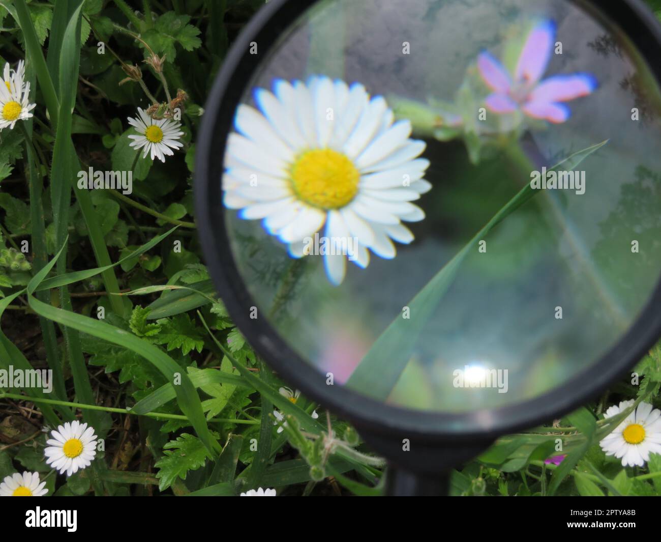 magnifying glass magnification greatness vision glass photo Stock Photo ...