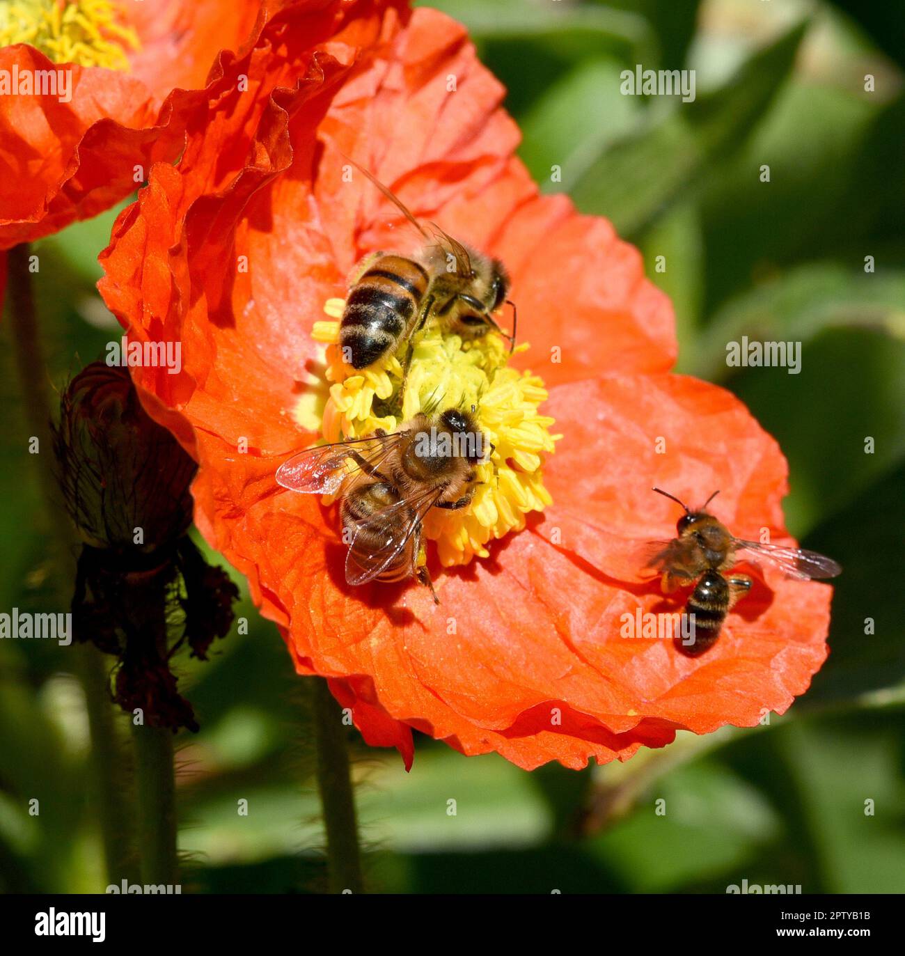 Biene, Apis mellifera, ist ein wichtiges Insekt zur Bestaeubung von ...