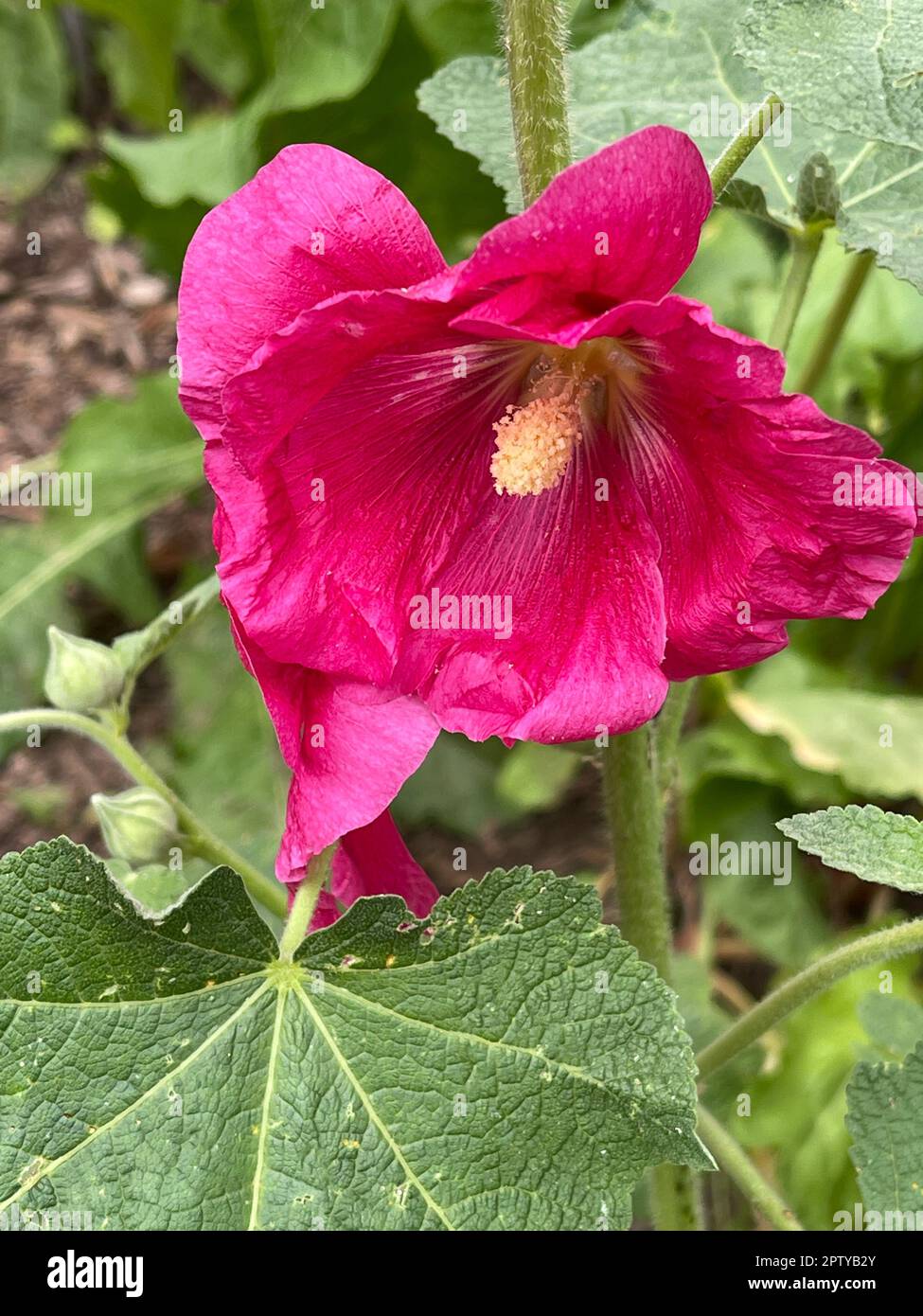 Stockrose, Alcea rosea, auch unter den Namen Stockmalve oder Bauernrose ...