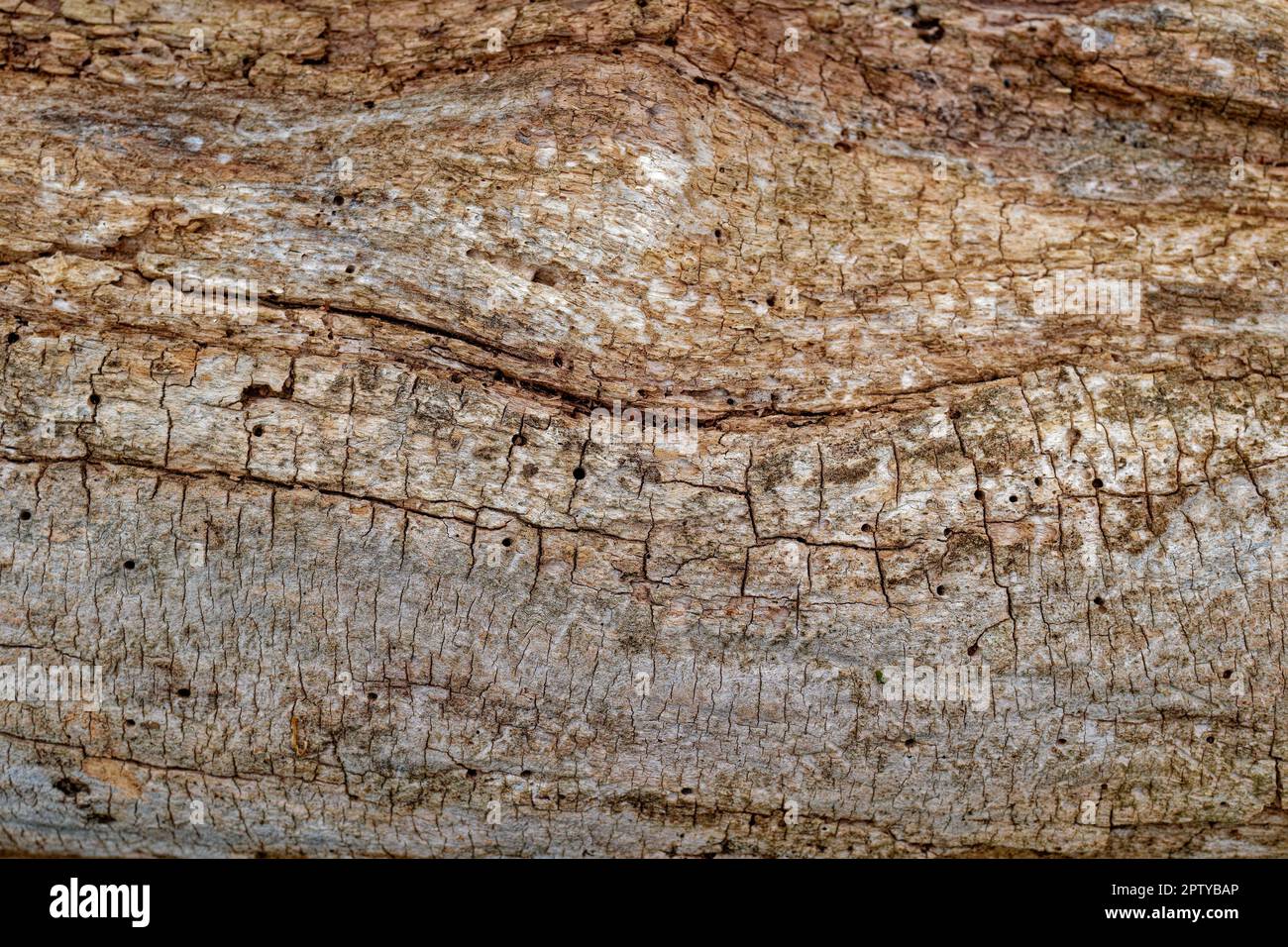 A fallen tree weathered with nature taking its course creating abstract ...