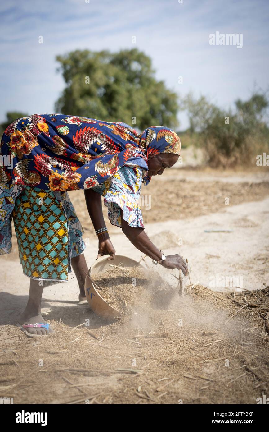 African woman winnowing millet hi-res stock photography and images - Alamy