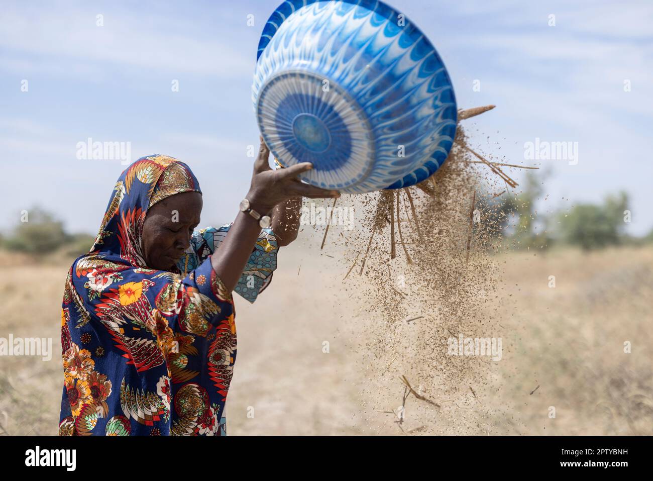 A muslim woman in traditional colorful dress winnows her millet grain ...